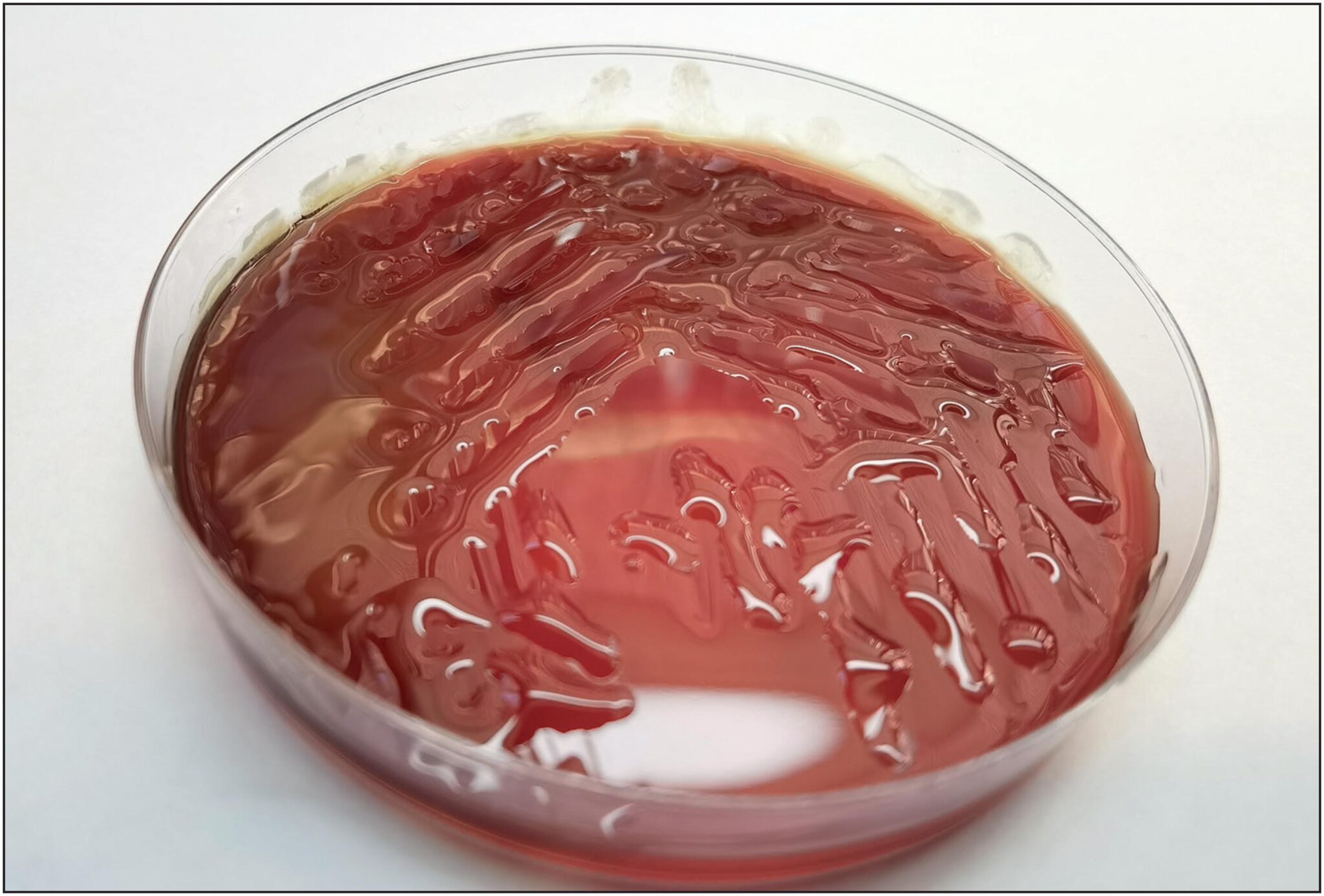 Bacillus amyloliquefaciens